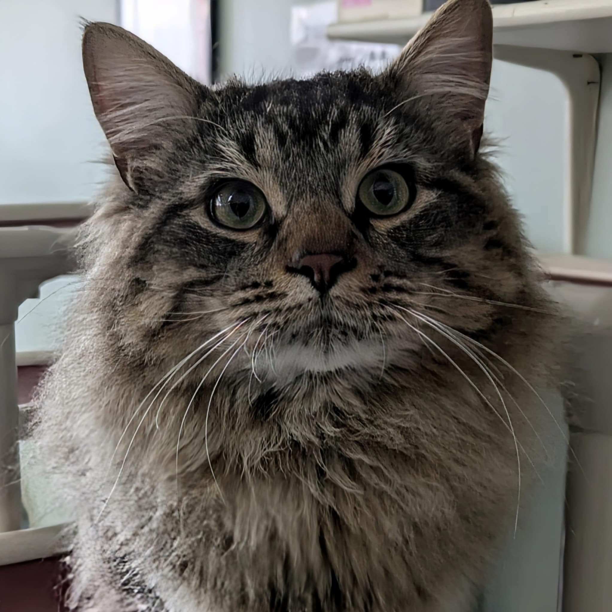 Cats & Kittens | Columbo - ADOPTED!! | TDHS