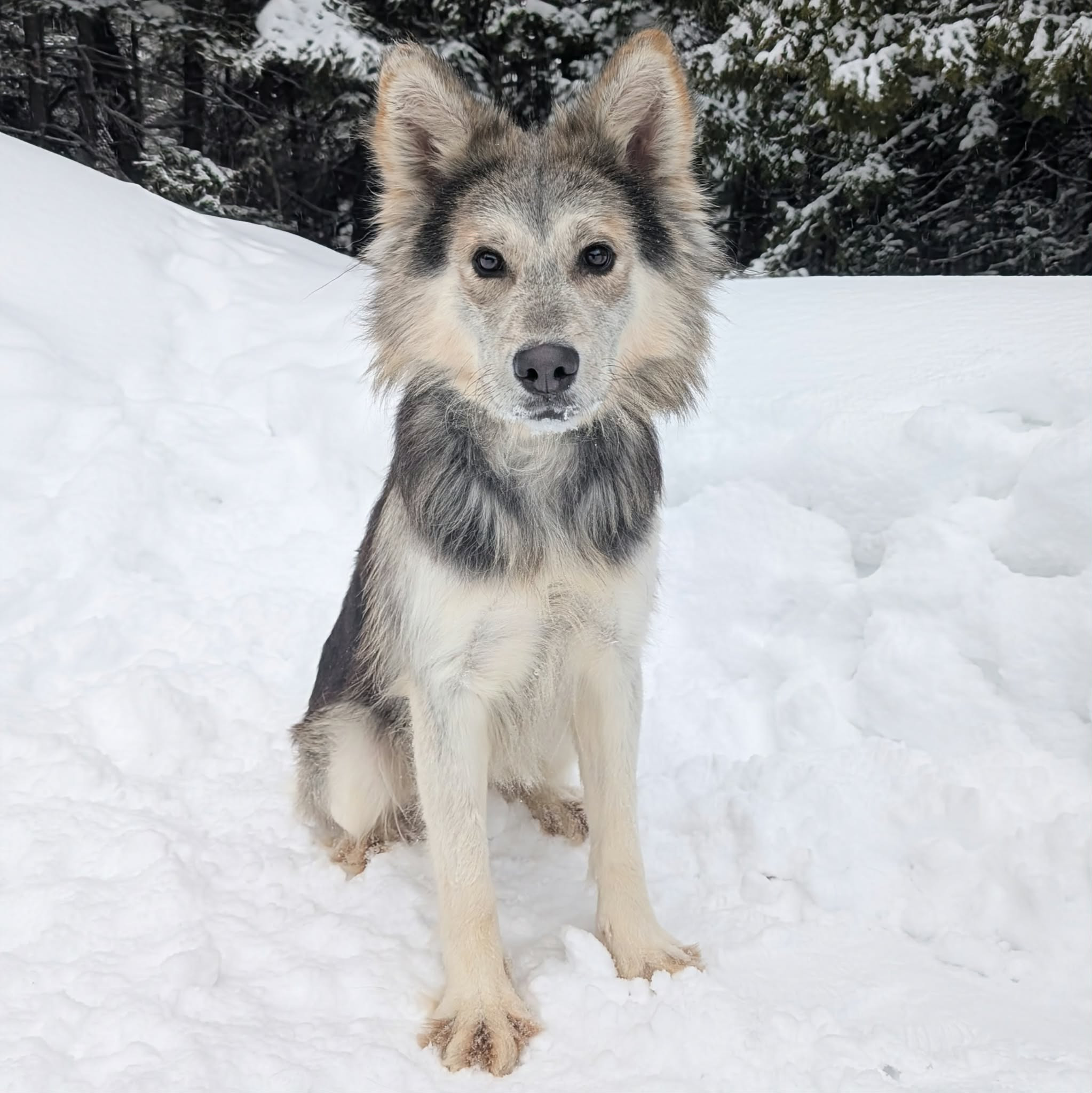 Dogs & Puppies | Sheba | TDHS