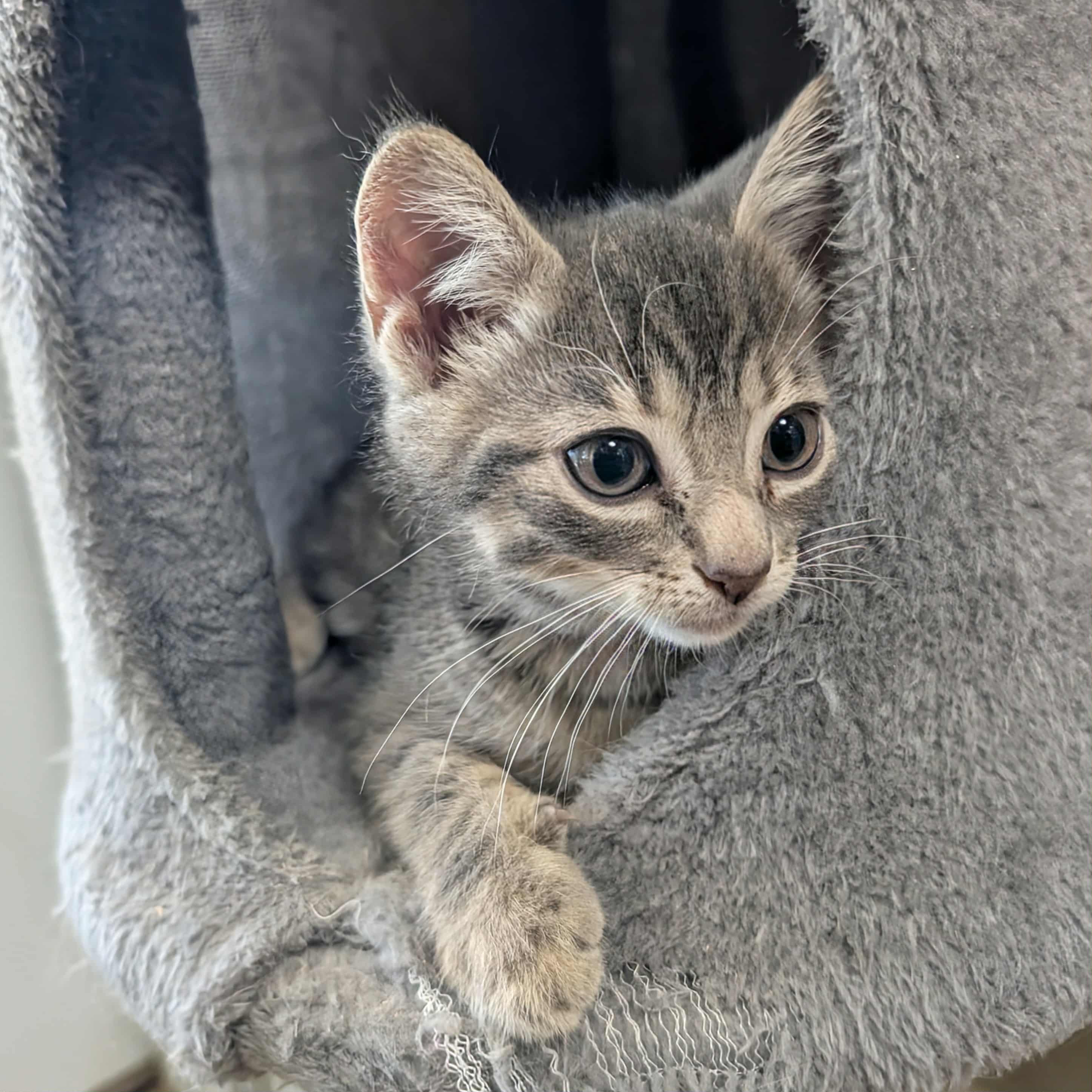 Cats & Kittens | Alpha | TDHS