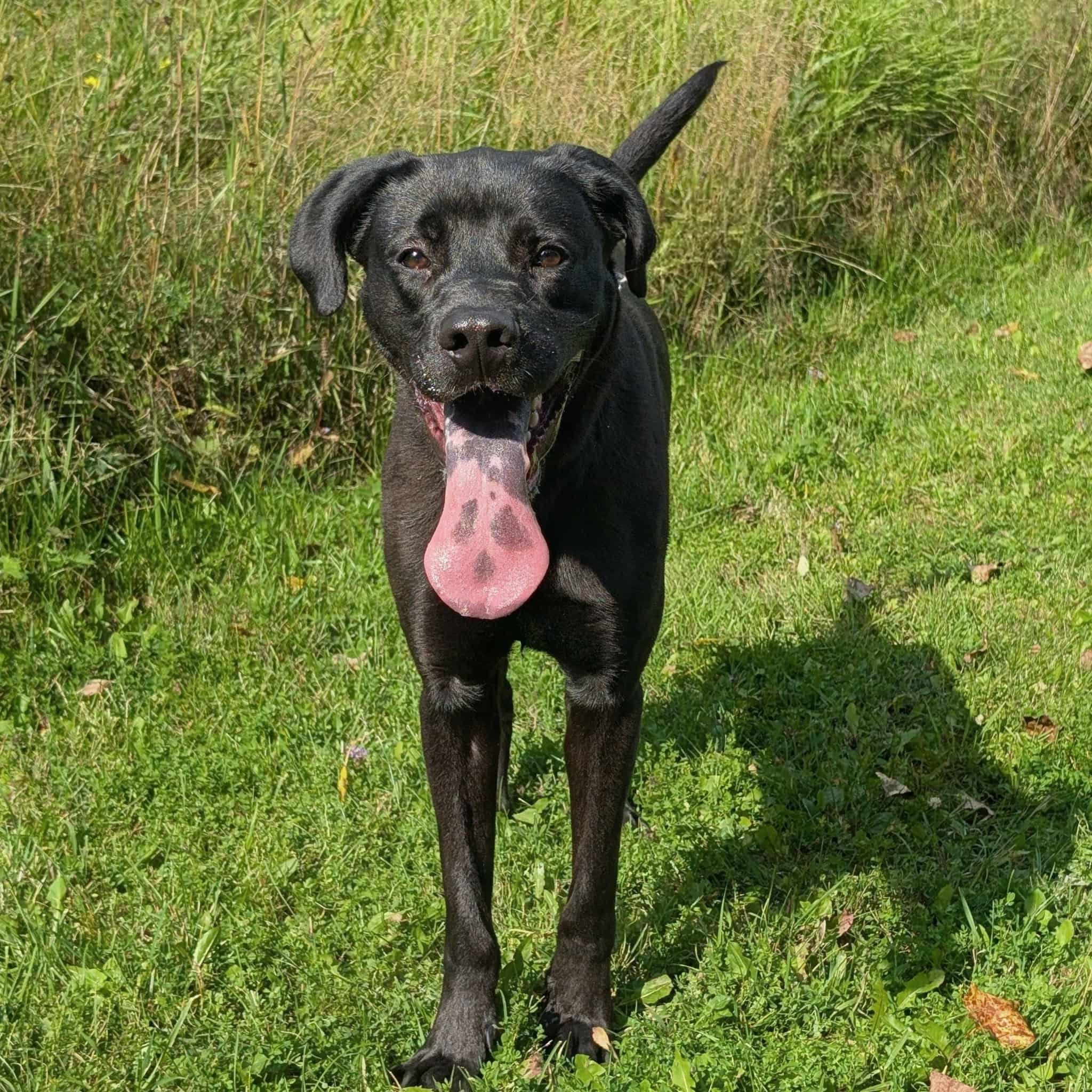 Dogs & Puppies | Orbit - ADOPTED!! | TDHS