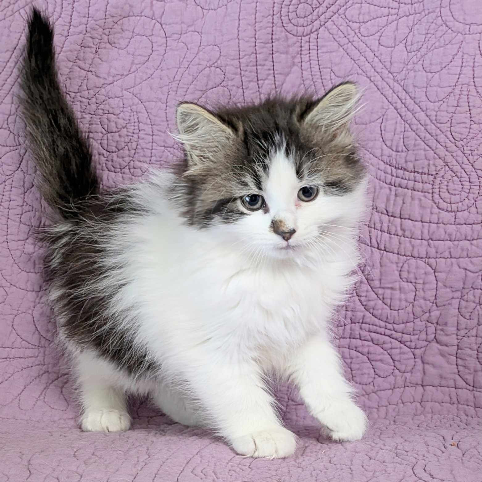 Cats & Kittens | Pepper - ADOPTED!! | TDHS