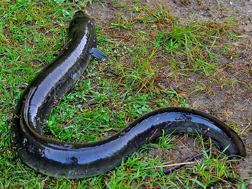 american eel size