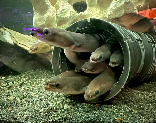 Live American Eel 9-18” Aquarium Grade | No Fly Zone Fishing