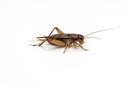 500 Large Crickets | T-Rex Pet Shop