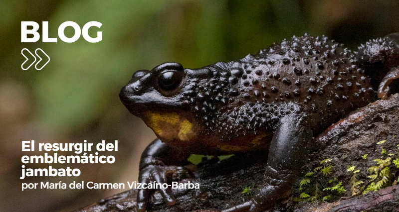 El resurgir del emblemático jambato