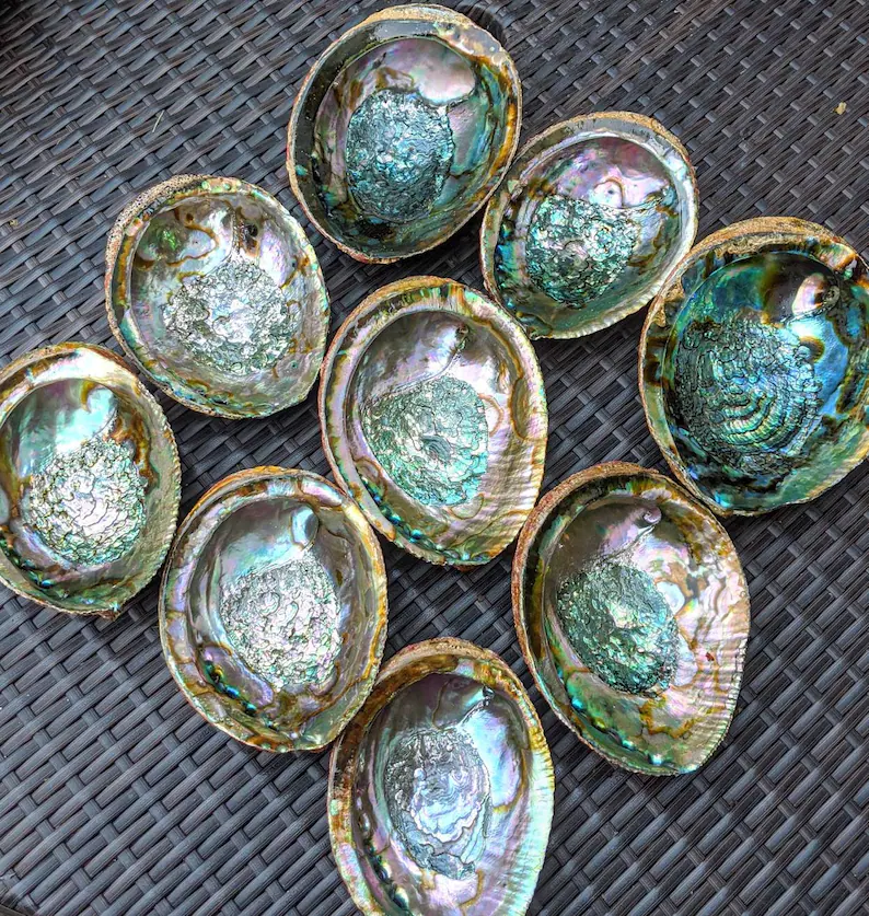 Abalone Shell - 6 inch | The Oracle Shop