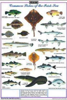 Common Fishes of the Irish Sea | Lavers