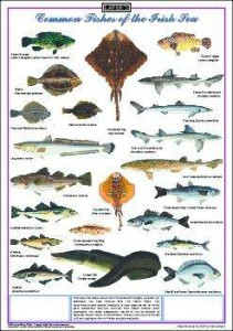 Common Fishes of the Irish Sea | Lavers