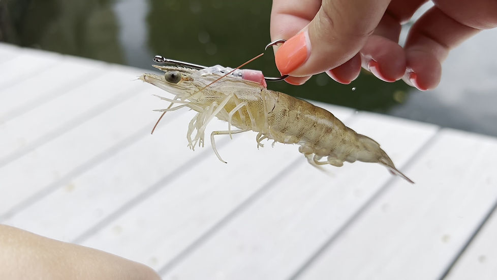 The Shrimp Walker| Palm Beach Tackle, North Palm Beach, Florida