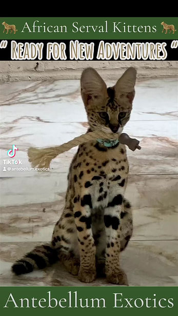 African Servals | Antebellum Exotics