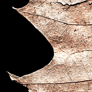 Scanography | Peter Kyte Photography | London