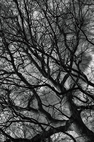 Tree Portraits | Peter Kyte Photography | London