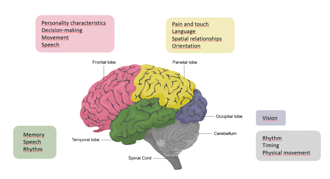 How does music affect the brain?