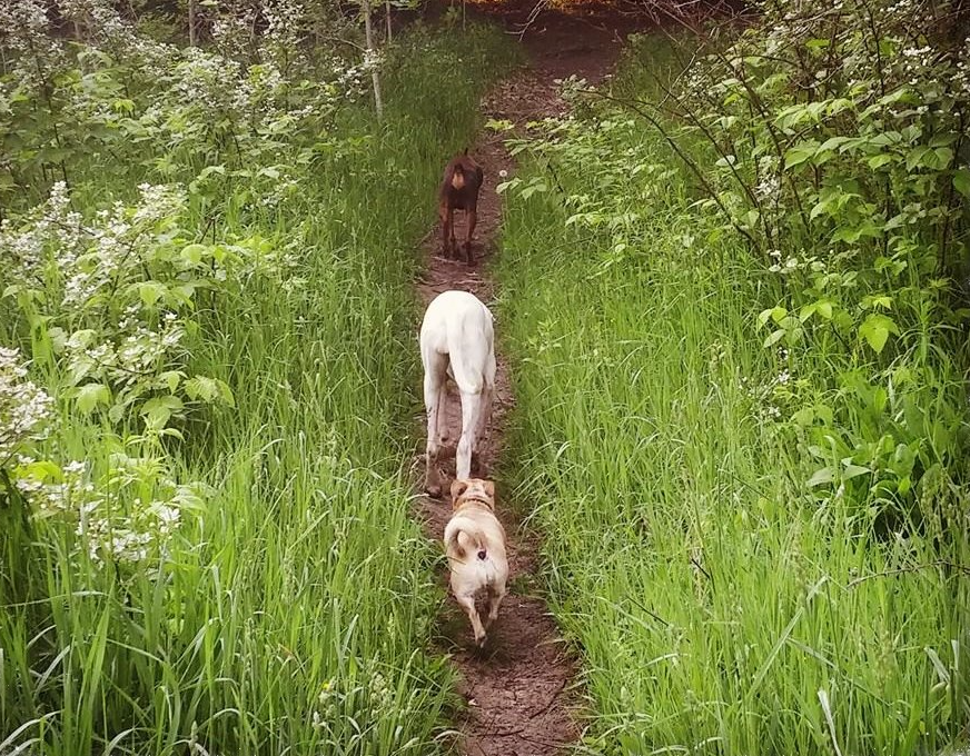 Trails and Tails - Dog Walking and Pet Care | Owen Sound