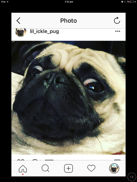 Home | Pickle the Pug