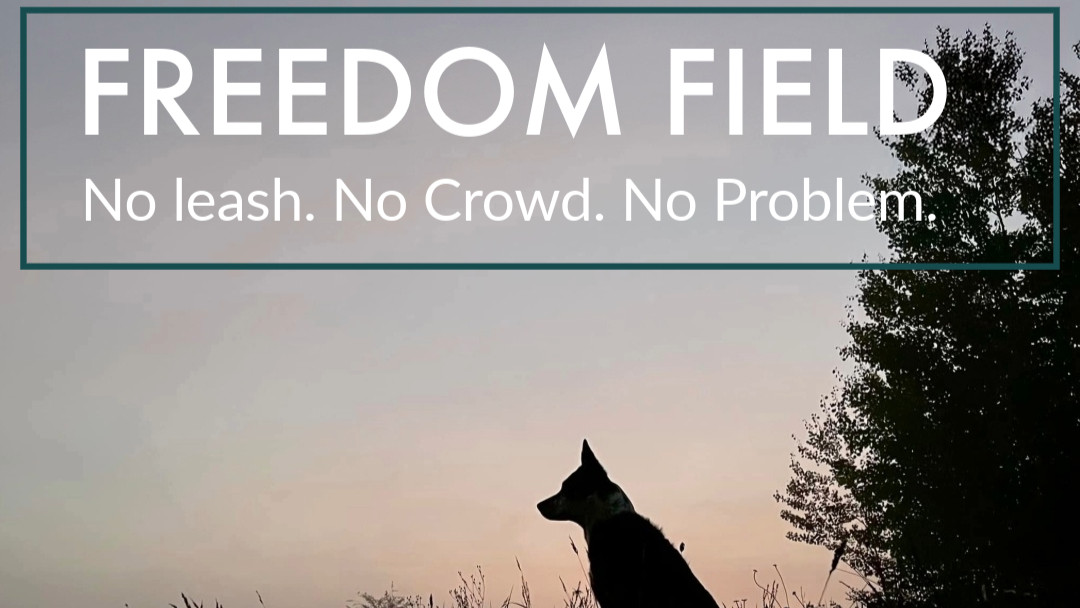 original Off Leash Field | CCDSC