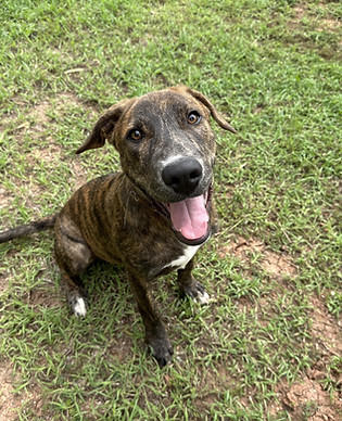 Adopt a Dog | | Pet Rescue Gladstone | Gladstone Animal Rescue Group