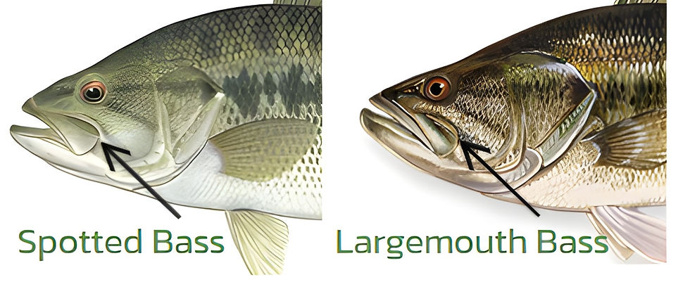 How to Spot the Difference Between Spotted Bass & Largemouth Bass - Rip ...