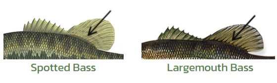 How to Spot the Difference Between Spotted Bass & Largemouth Bass - Rip ...