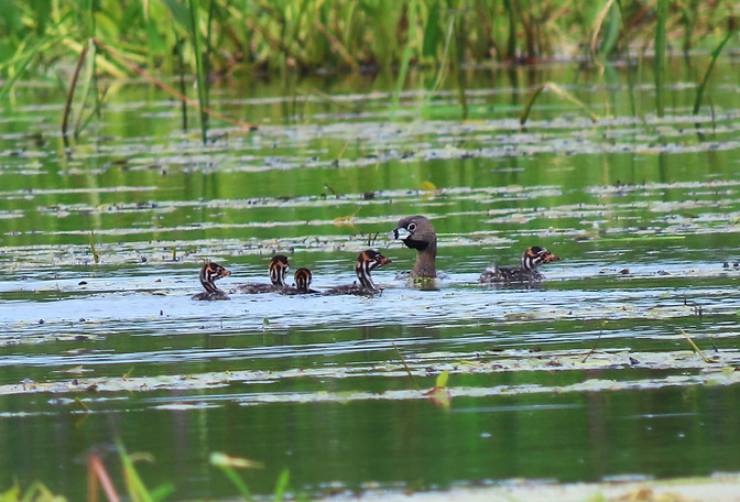 Sebasticook Regional Land Trust | Community Lands and Trails