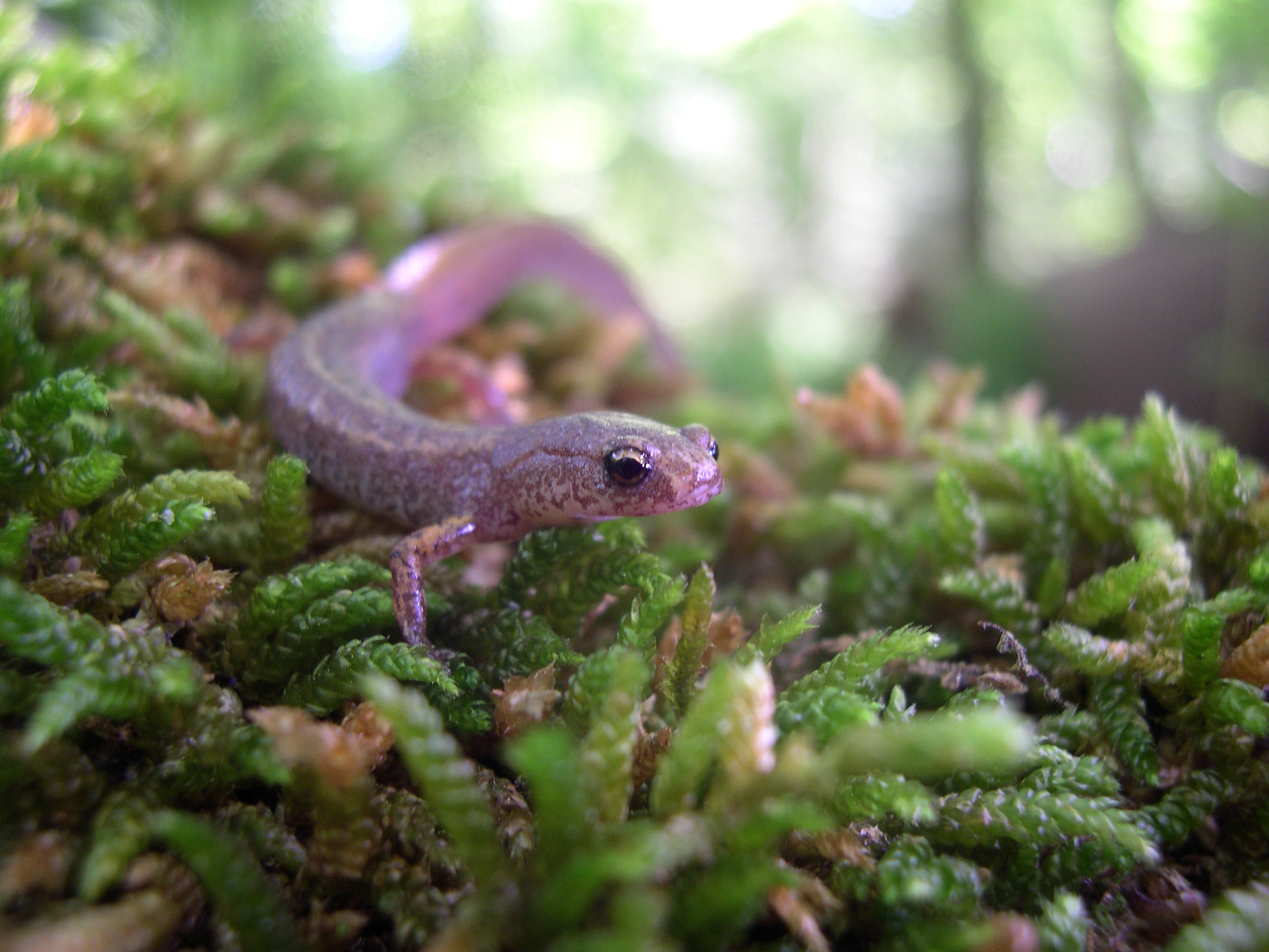 Conservation in the Sebasticook River Watershed: Planning for Climate ...