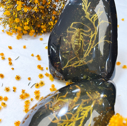 Scorpion in Resin Tree Sap | KIMS CRYSTALS