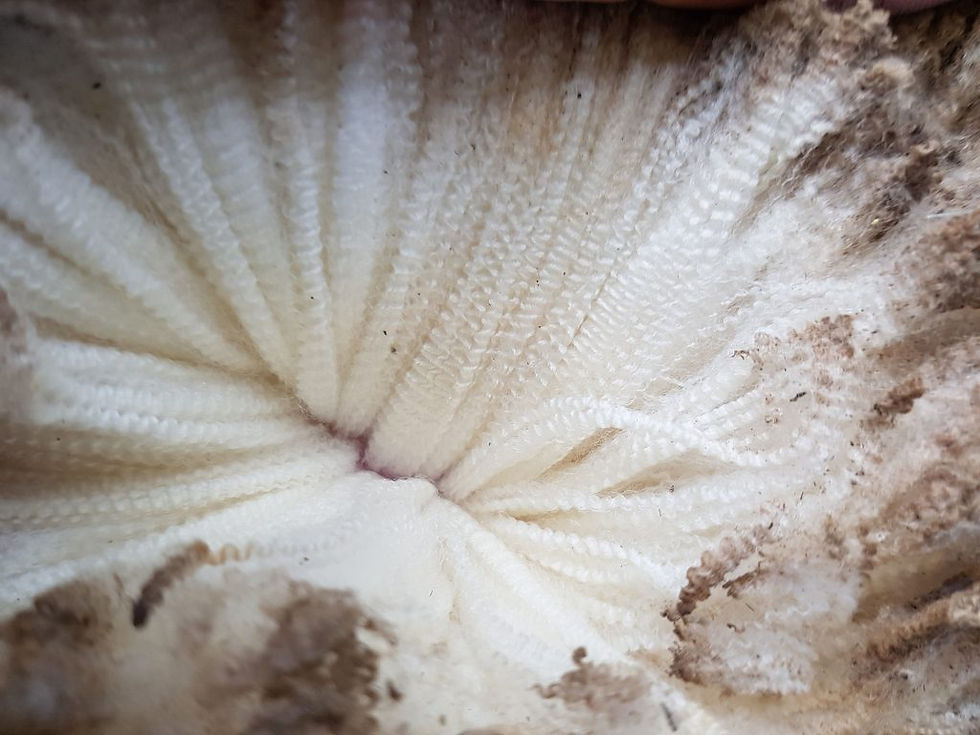 What Is A Micron And What Does It Have To Do With Wool?