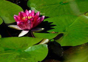 IMAGE GALLERY | Dainava