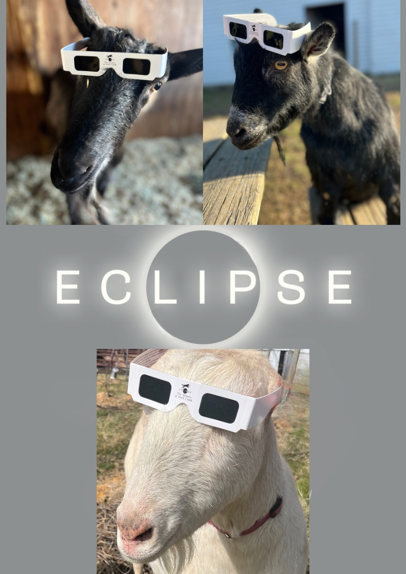 Eclipse Viewing Party | Wolf Creek