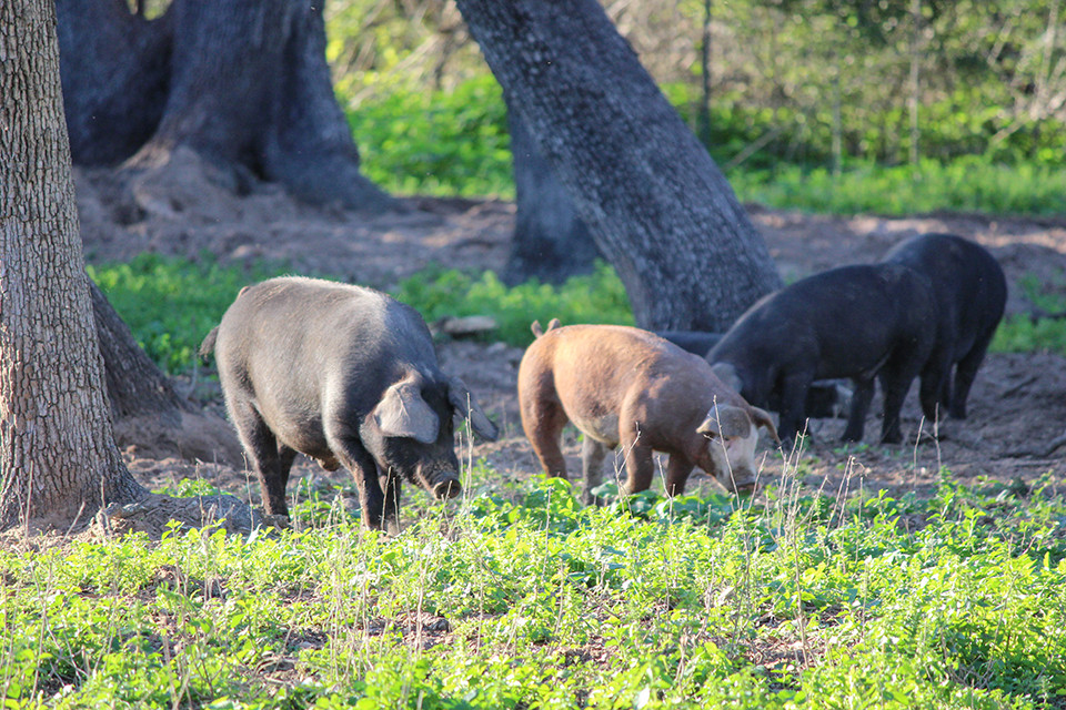Order Steak Online in Texas | Augustus Ranch Meat Company