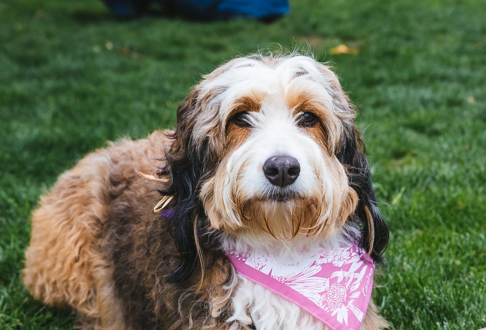 Mammary Cancer in Dogs: New Cryotherapy Study