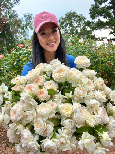 Bolero bare root rose | Life In Rose Plants
