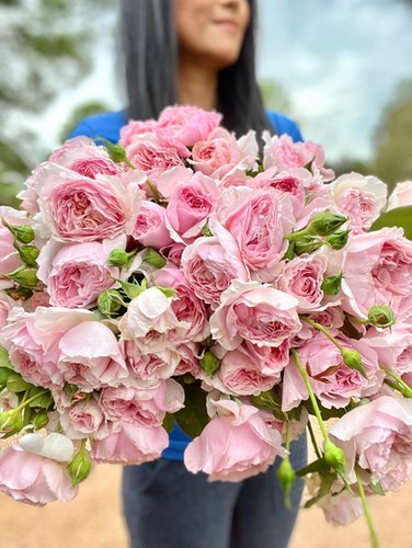 Scentuous bare root rose plant for sale