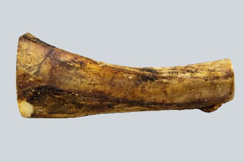 Meaty Beef Bones XL 20 pack | Dog Bones Direct