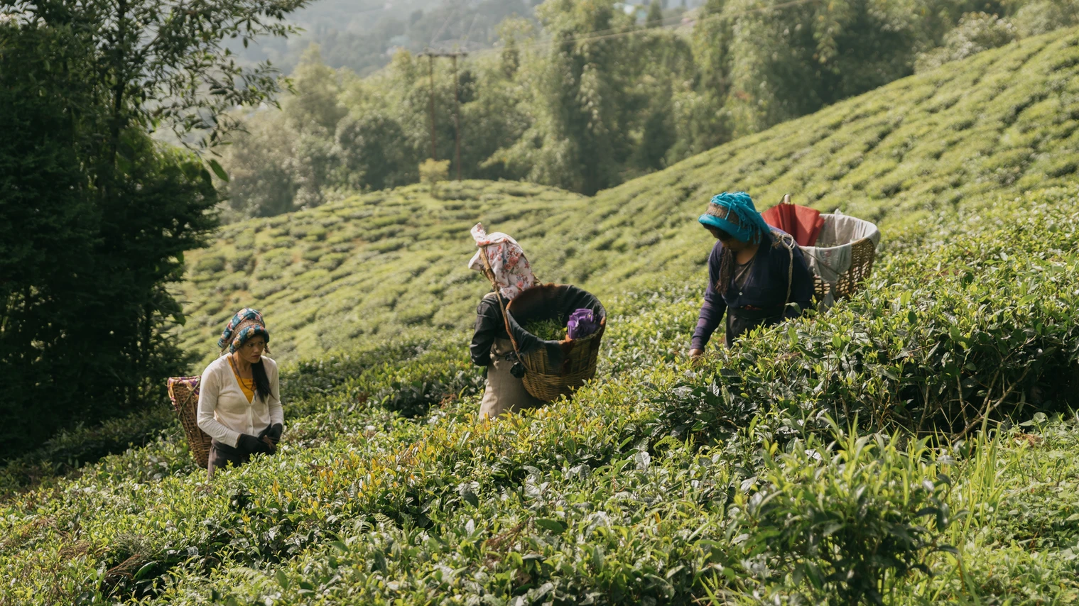 Avongrove Tea Estate | Teagardenteas