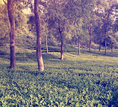 Tea Gardens | Teagardenteas