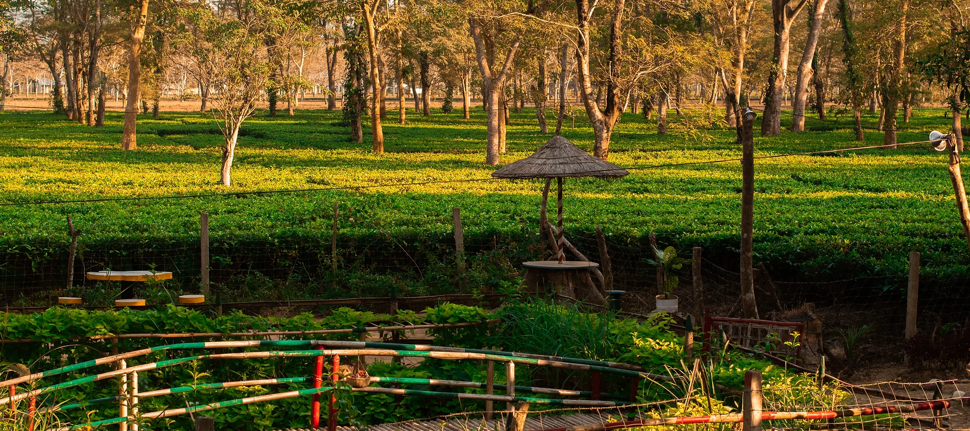 Bahani Tea Estate | Teagardenteas
