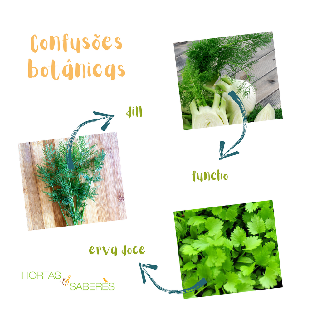 O que é funcho, dill e erva doce?