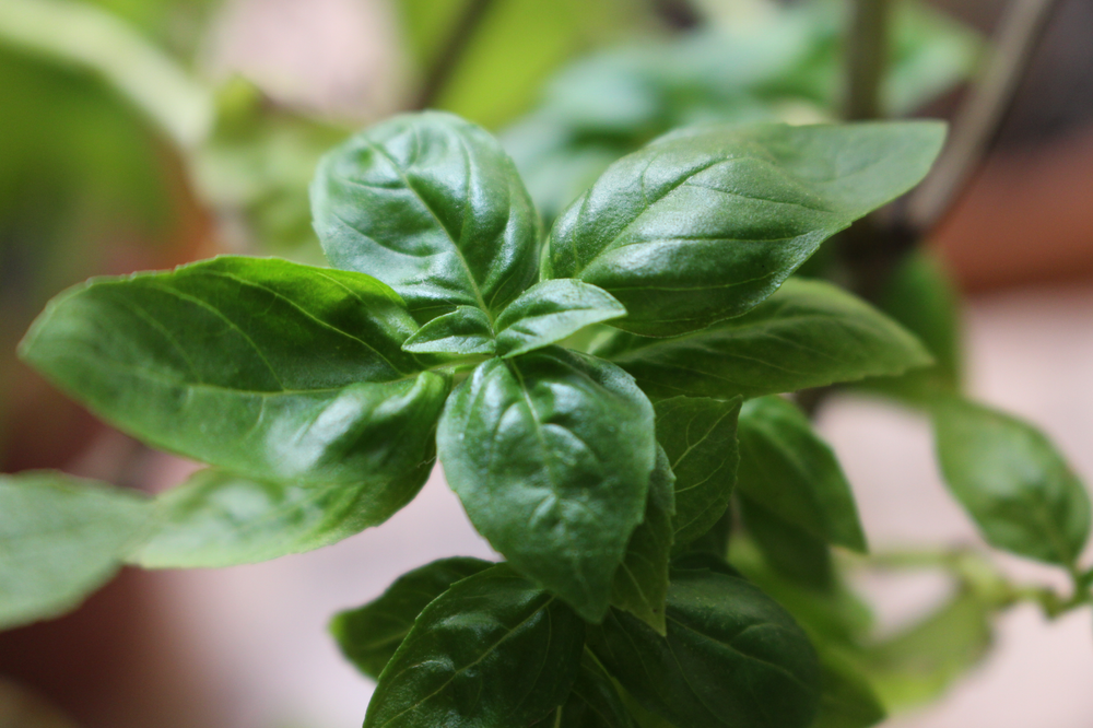 Como cultivar manjericão