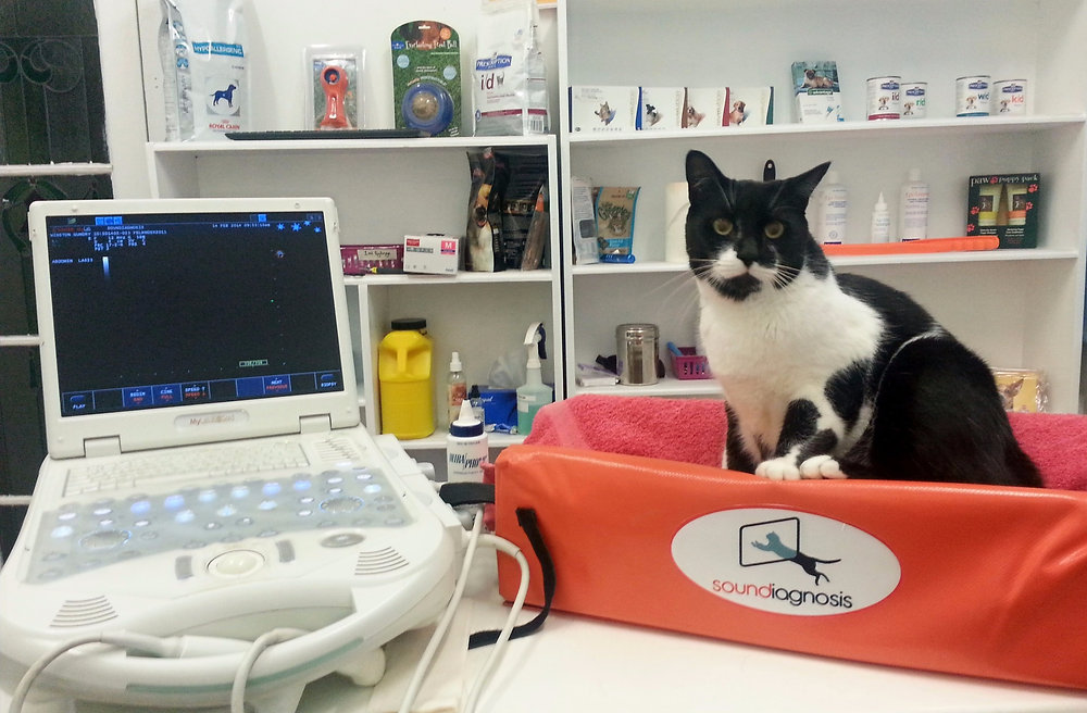 Pleural Effusion and NT-proBNP in cats