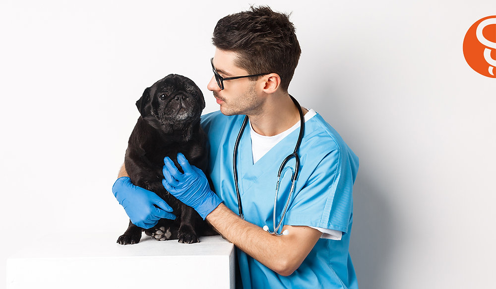 ¿Qué es una receta médica veterinaria?