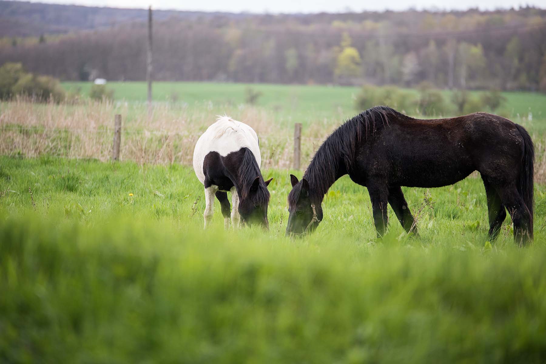 Lebenshof Gut Weidensee | Die Pferde