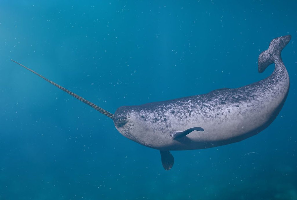 Meet the narwhal: "The unicorn of the sea"