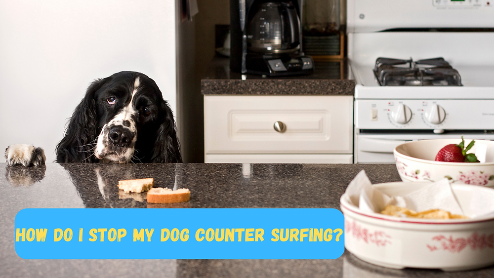 How Do I Stop My Dog Counter Surfing