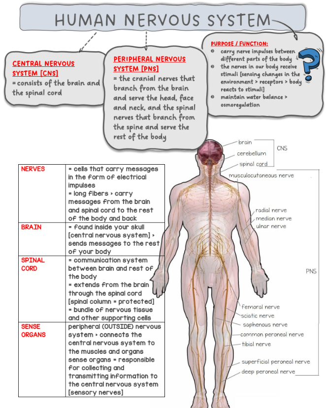 Grade 12 Notes | Noted Summaries