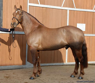 Home | Bowland Irish Draught Horses