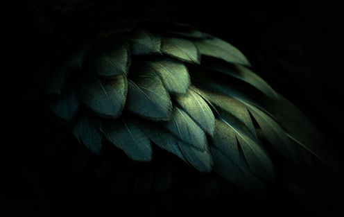 Portfolio | Rachel Bigsby | Wildlife Photographer
