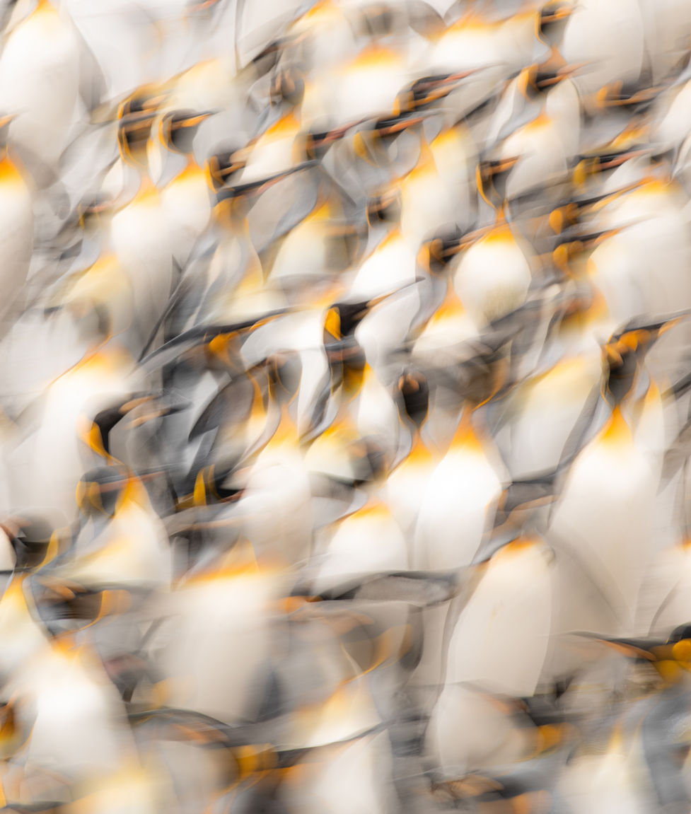 Portfolio | Rachel Bigsby | Wildlife Photographer