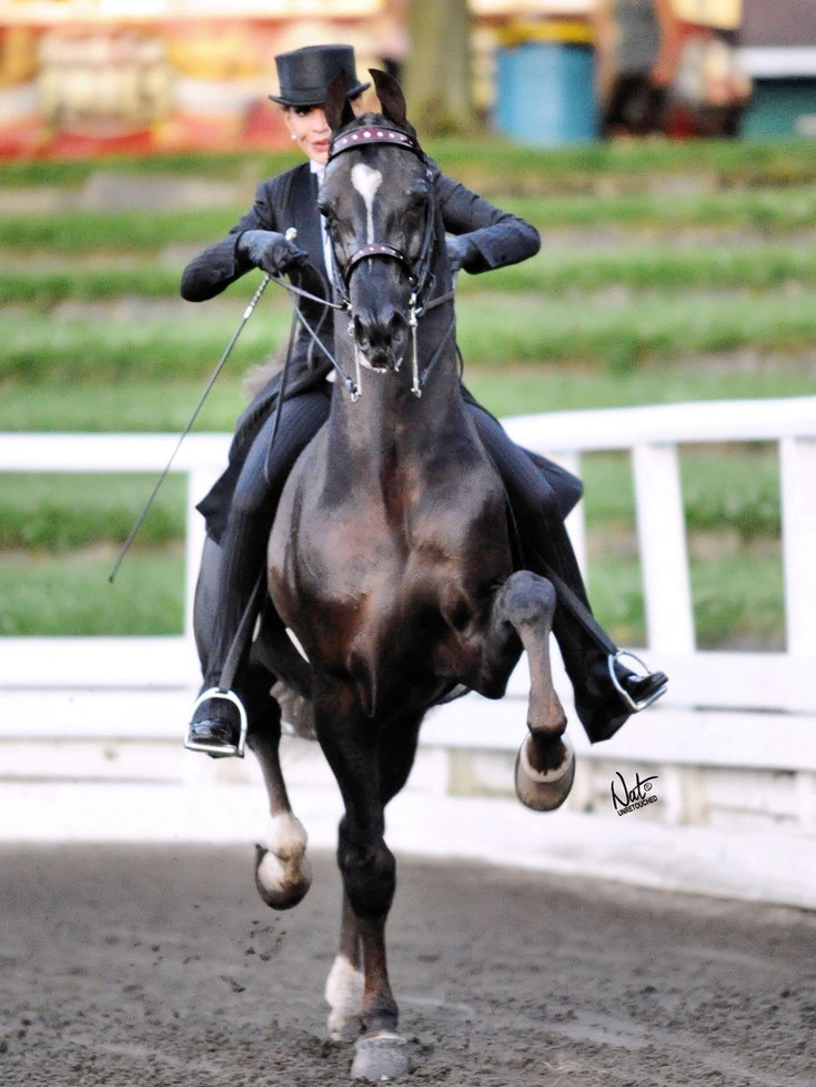 Sir Silver Knight | All American Cup