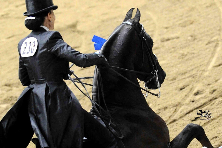 Sir Silver Knight | All American Cup